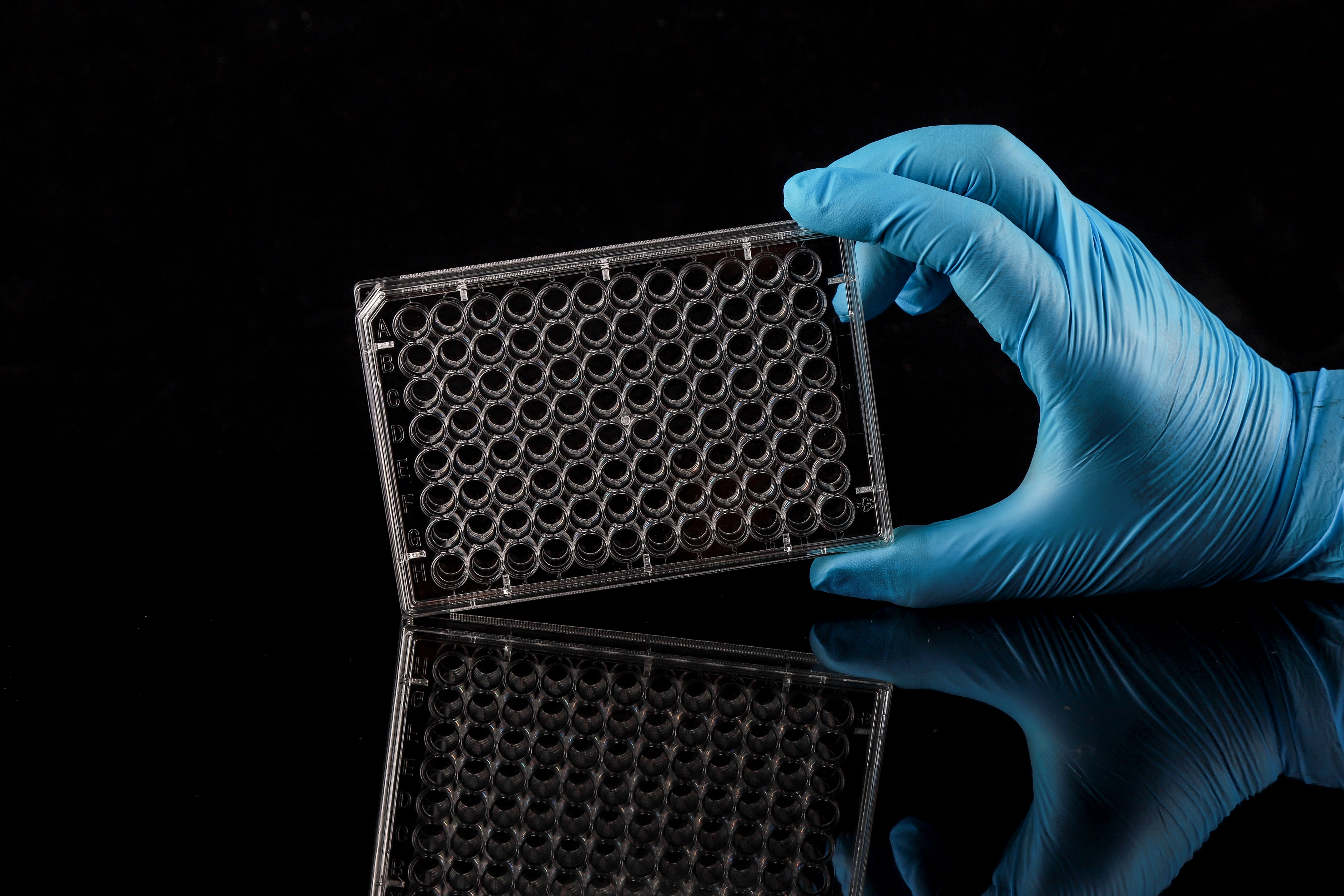 Migration and Invasion Assay (Wound Healing Assay) – GMP Plastic