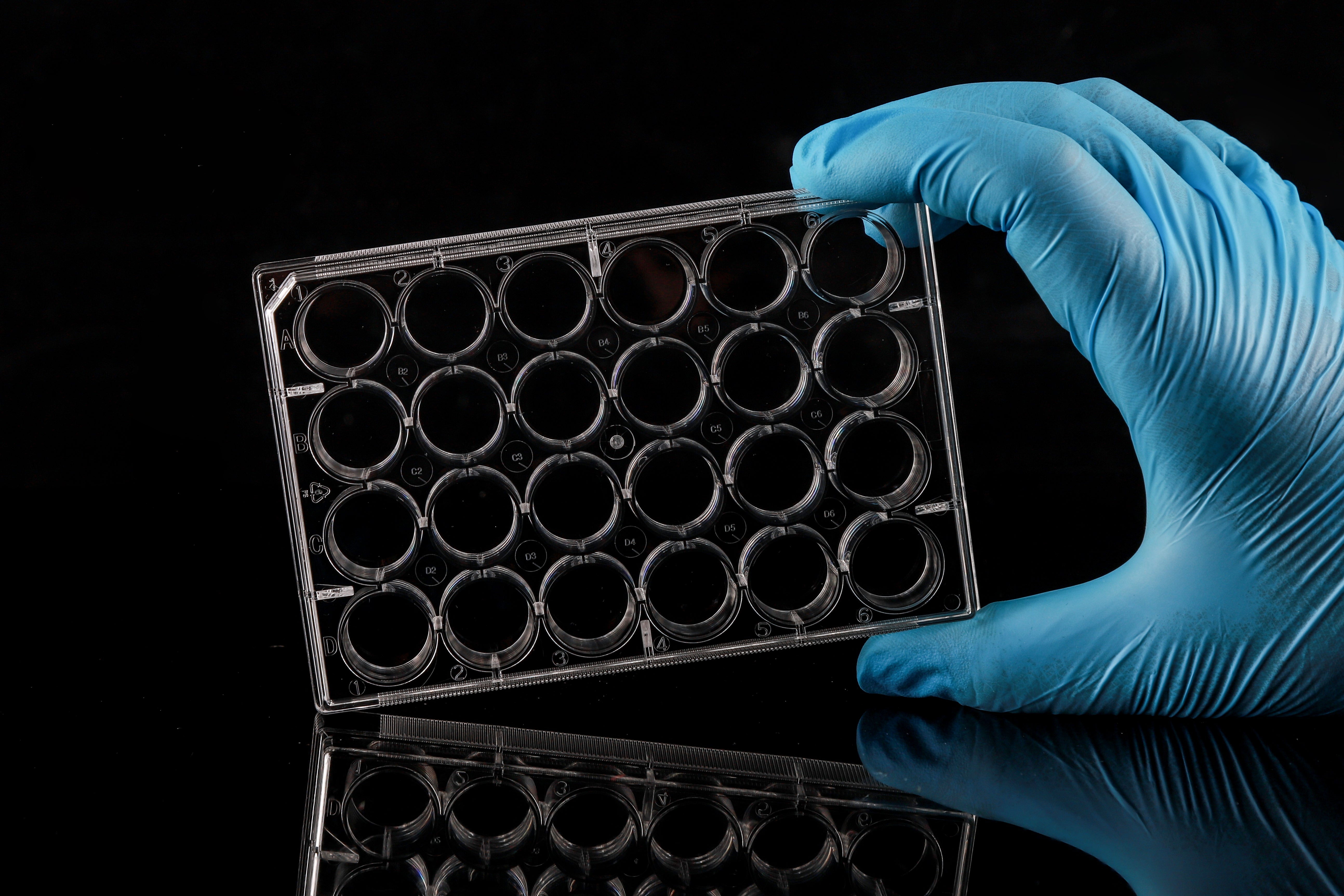 Understanding Cell Culture Plates – GMP Plastic