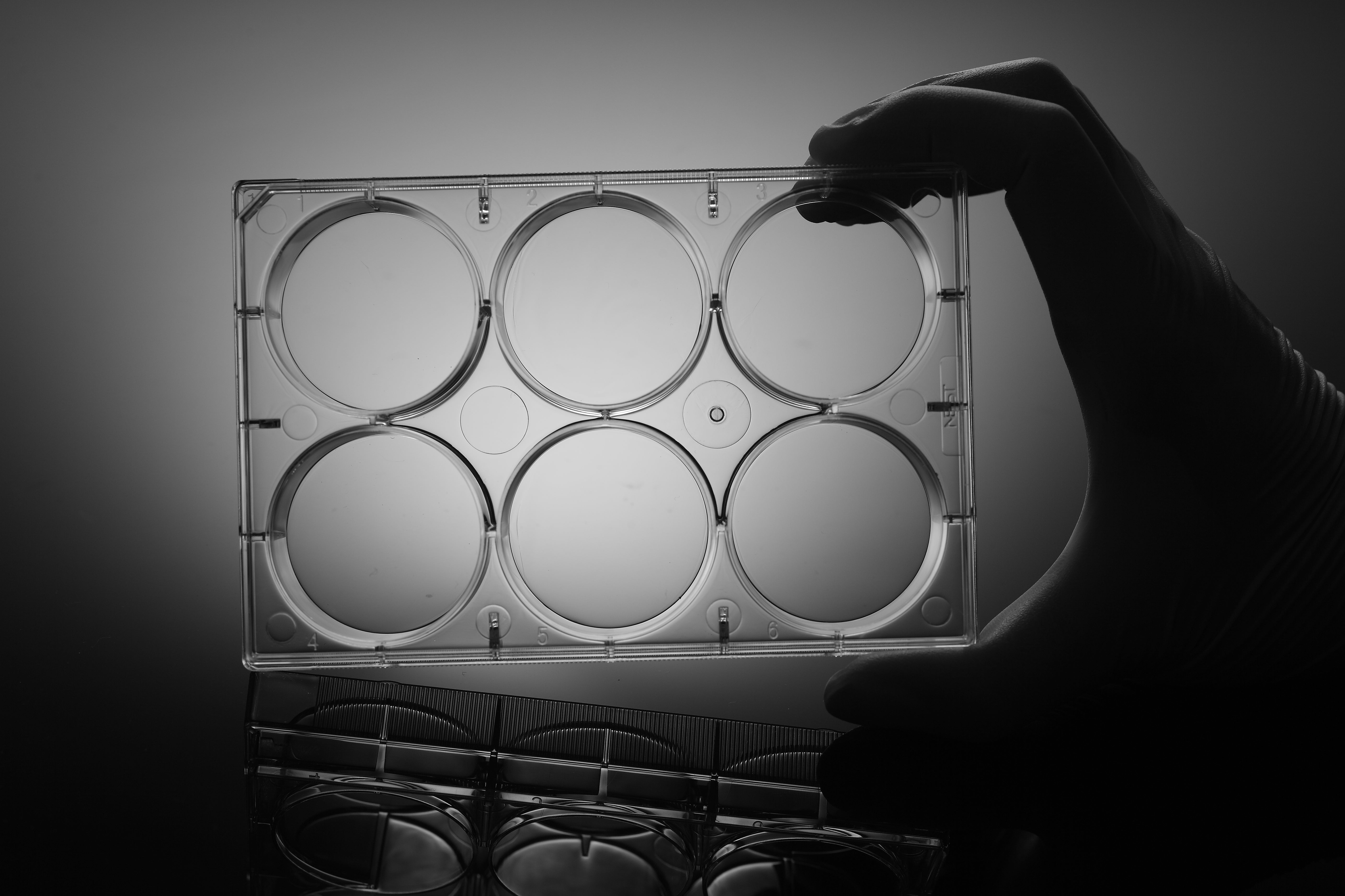Why Use Glass Bottom Cell Culture Plates? – GMP Plastic