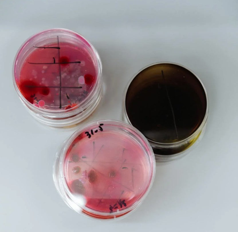 How do to Colony PCR – GMP Plastic