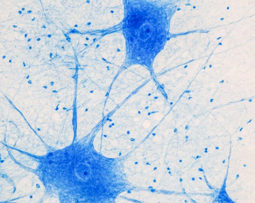What is Cell Staining? – GMP Plastic