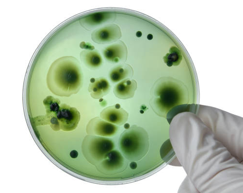 Bacteriological Culture Methods – GMP Plastic