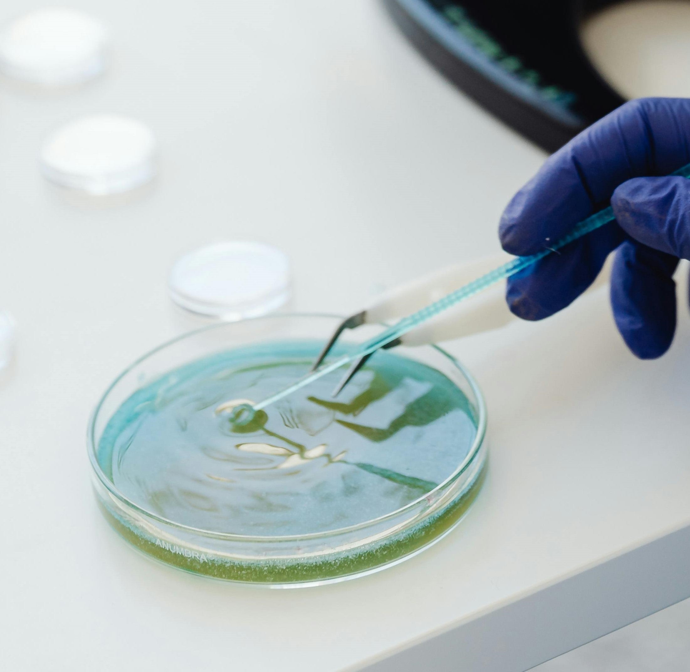 How to Properly Seed Your Cells – GMP Plastic