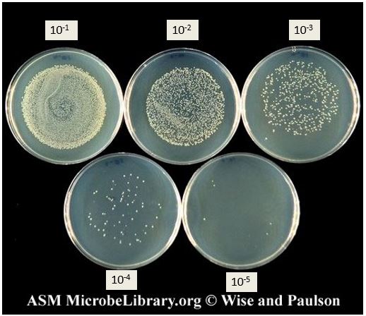 SOP For Serial Dilution and Plating – GMP Plastic