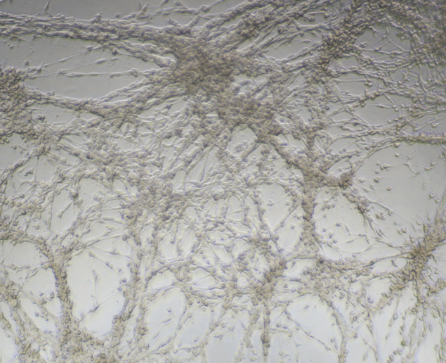 GelNest™ Matrix - A Basement Membrane ECM Product – GMP Plastic